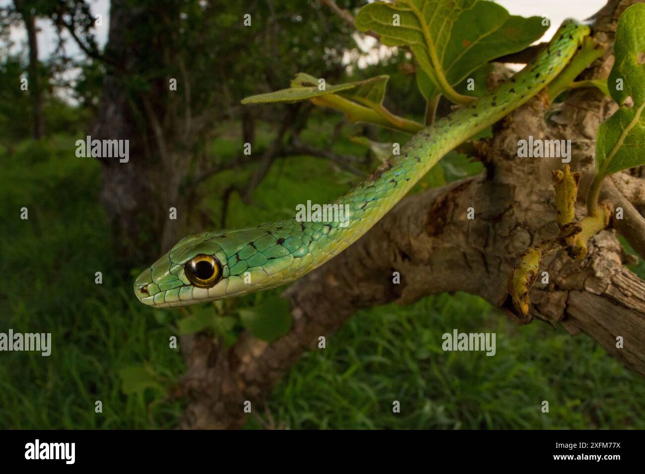 Spotted bush snake (Philothamnus semivariegatus) hanging from a bush in ...