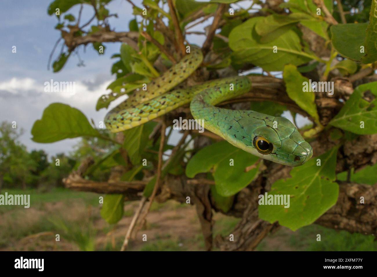 Spotted bush snake (Philothamnus semivariegatus) hanging from a bush in ...
