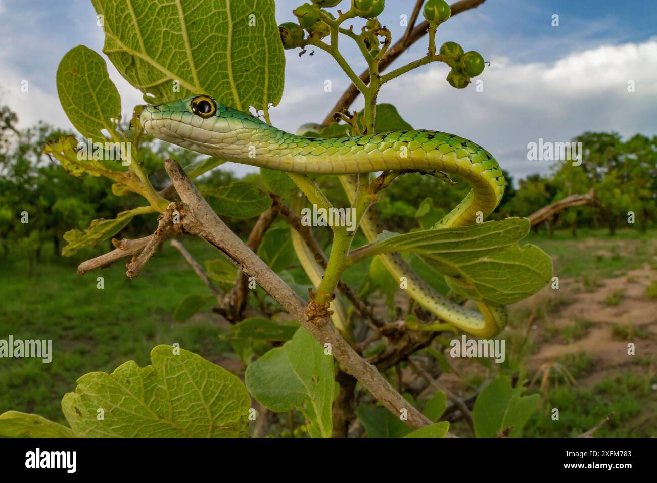 Spotted bush snake (Philothamnus semivariegatus) hanging from a bush in ...