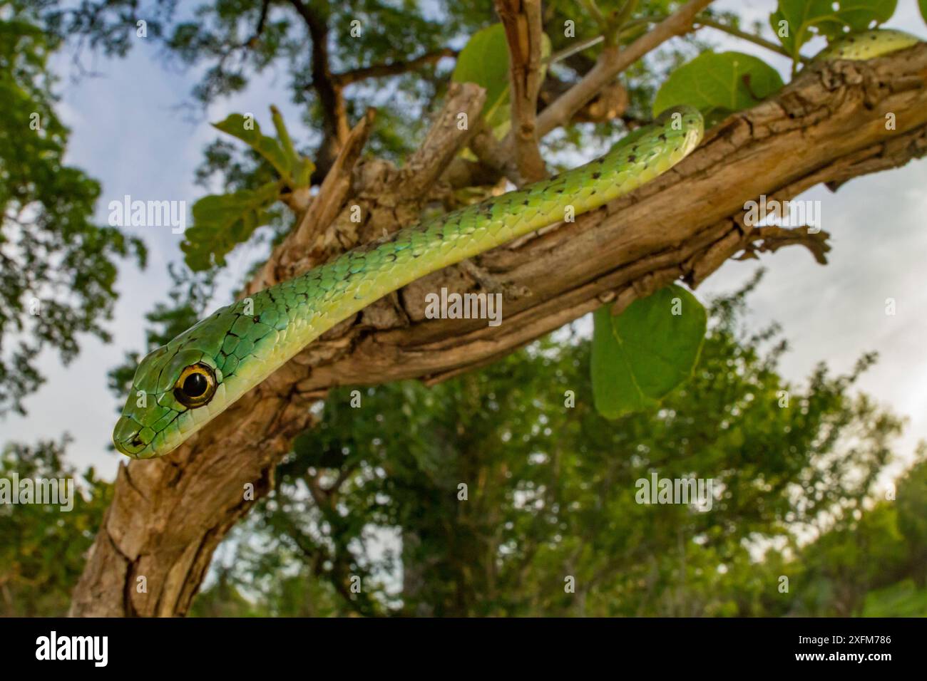 Spotted bush snake (Philothamnus semivariegatus) hanging from a bush in ...