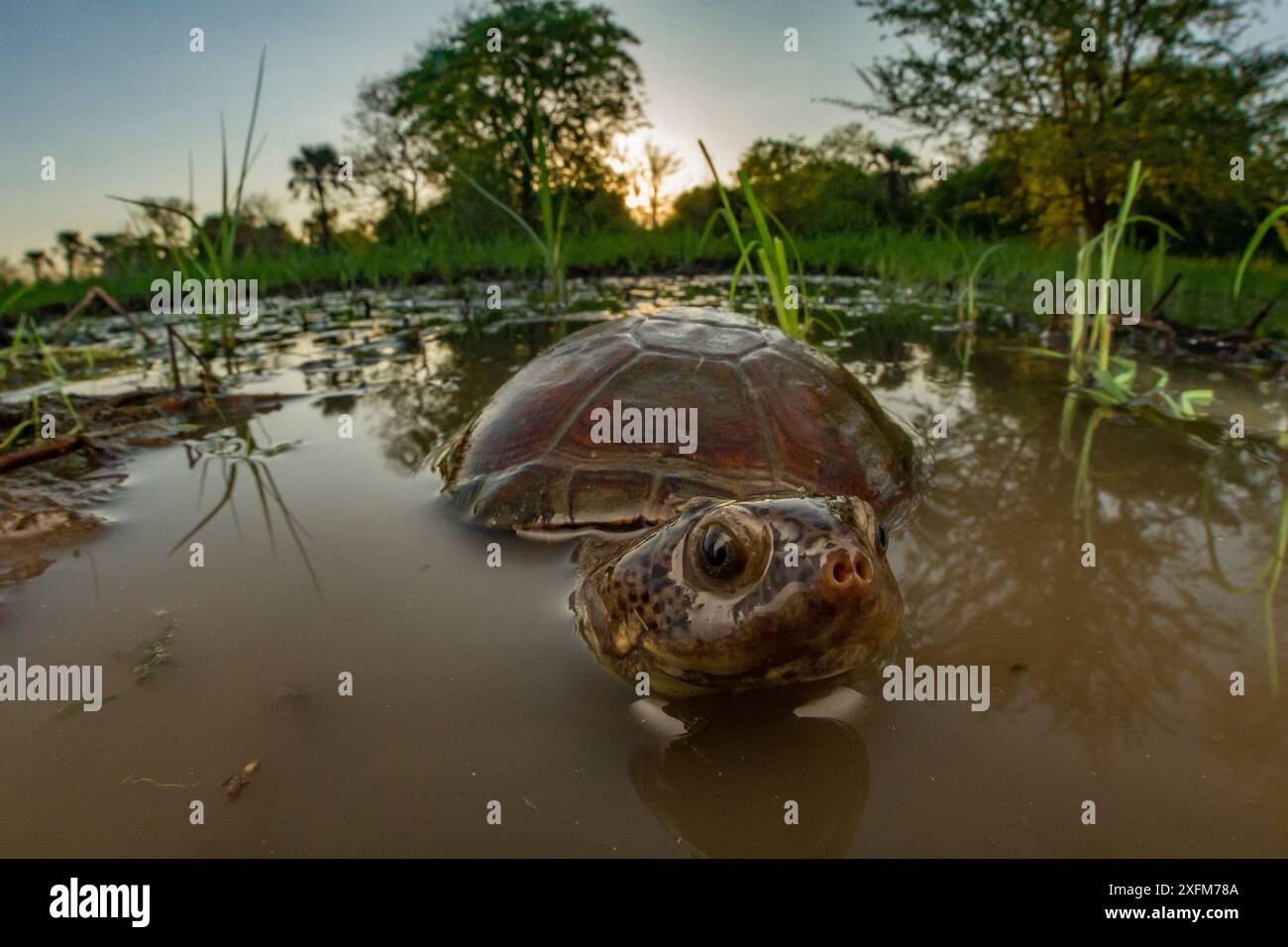 Turtle portraits hi-res stock photography and images - Alamy