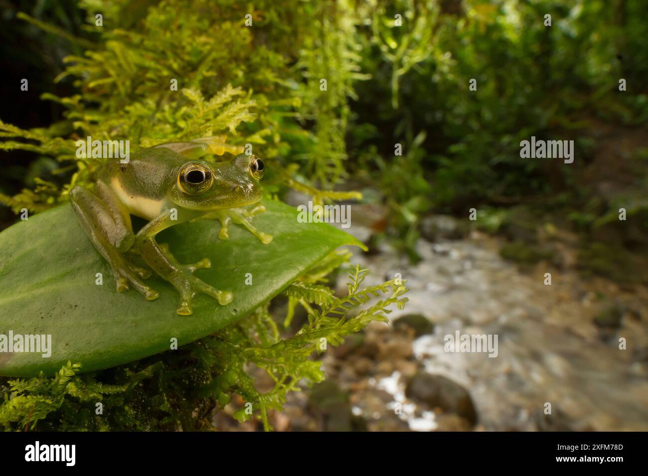 Emerald glass frog (Espaderana prosoblepon) at Las Cruces Biological ...