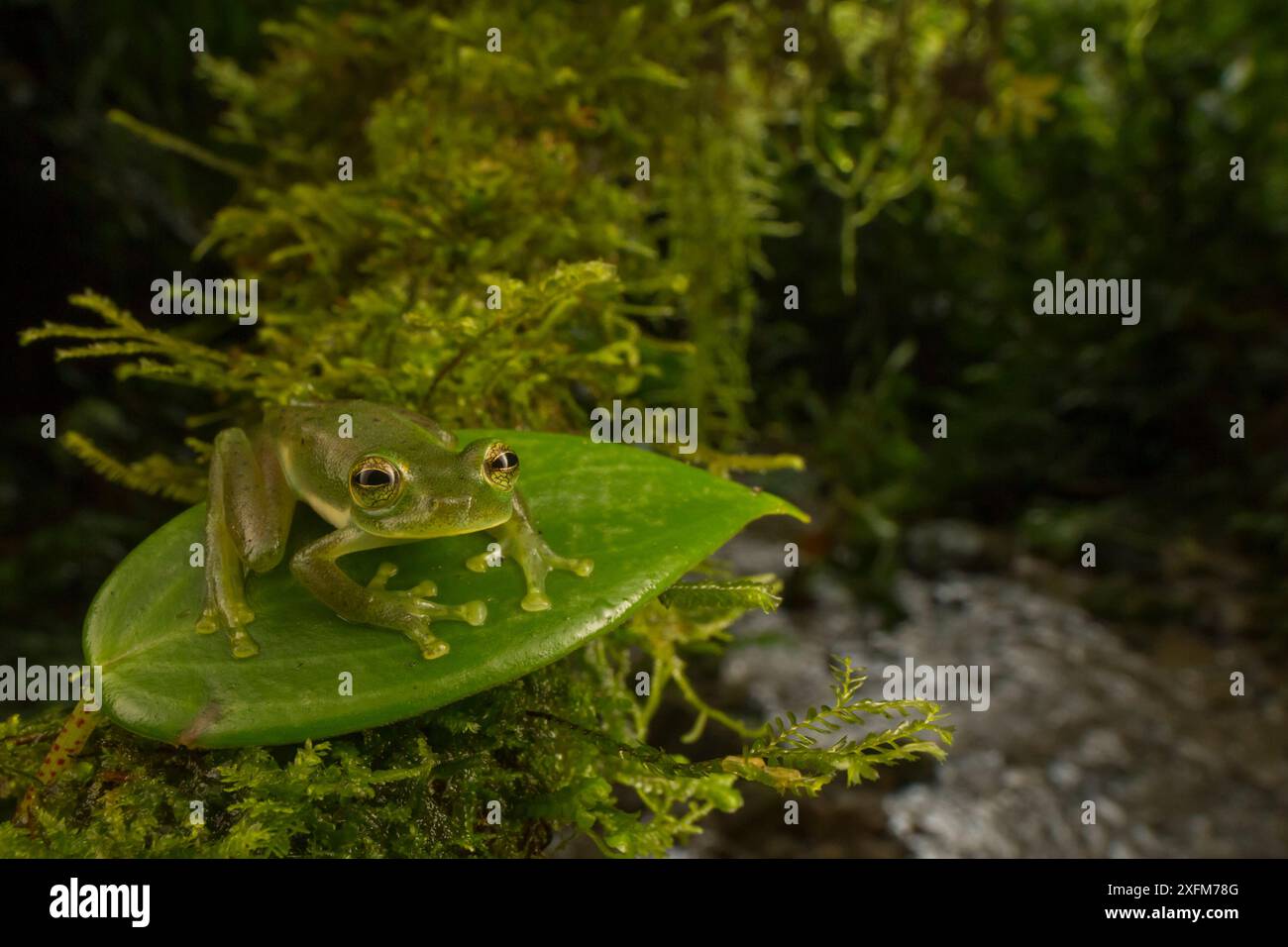 Emerald glass frog (Espaderana prosoblepon) at Las Cruces Biological ...