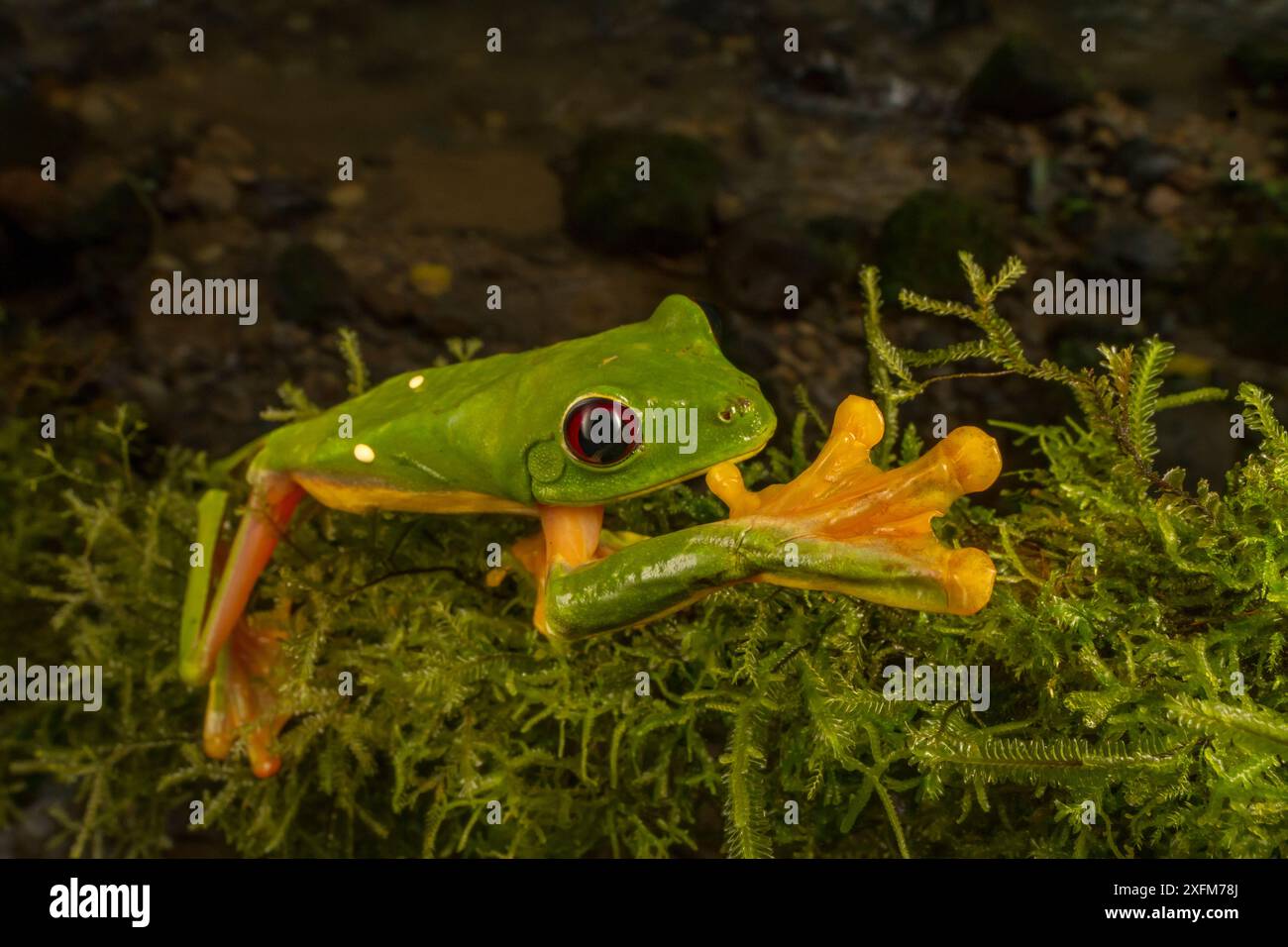 Gliding tree frog (Agalychnis spurrelli) climbing a vine at Las Cruces ...