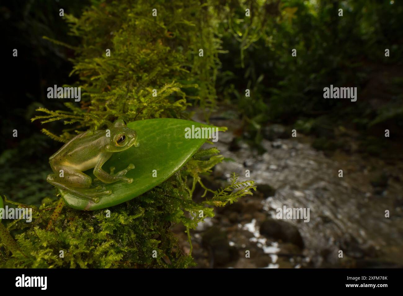 Emerald glass frog (Espaderana prosoblepon) at Las Cruces Biological ...