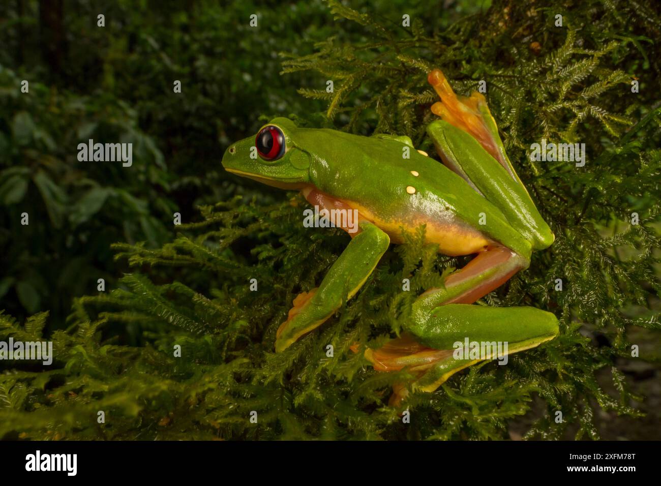 Gliding tree frog (Agalychnis spurrelli) climbing a vine at Las Cruces ...