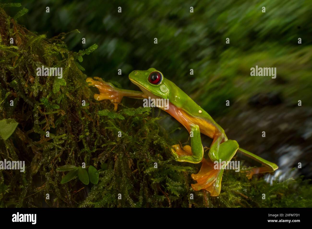 Gliding tree frog (Agalychnis spurrelli) climbing a vine at Las Cruces ...