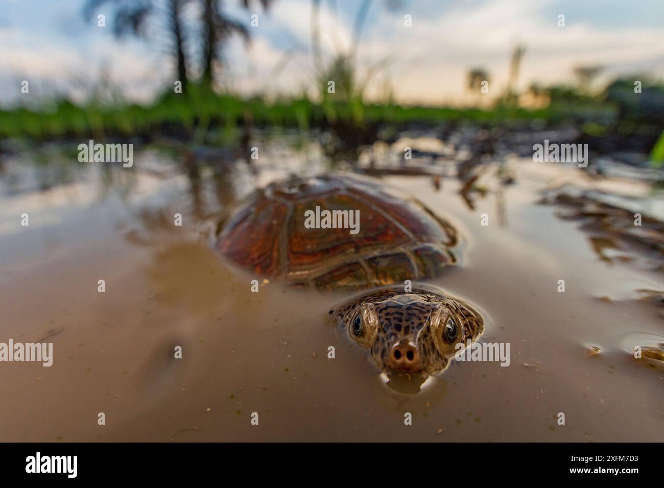 Turtle portraits hi-res stock photography and images - Alamy
