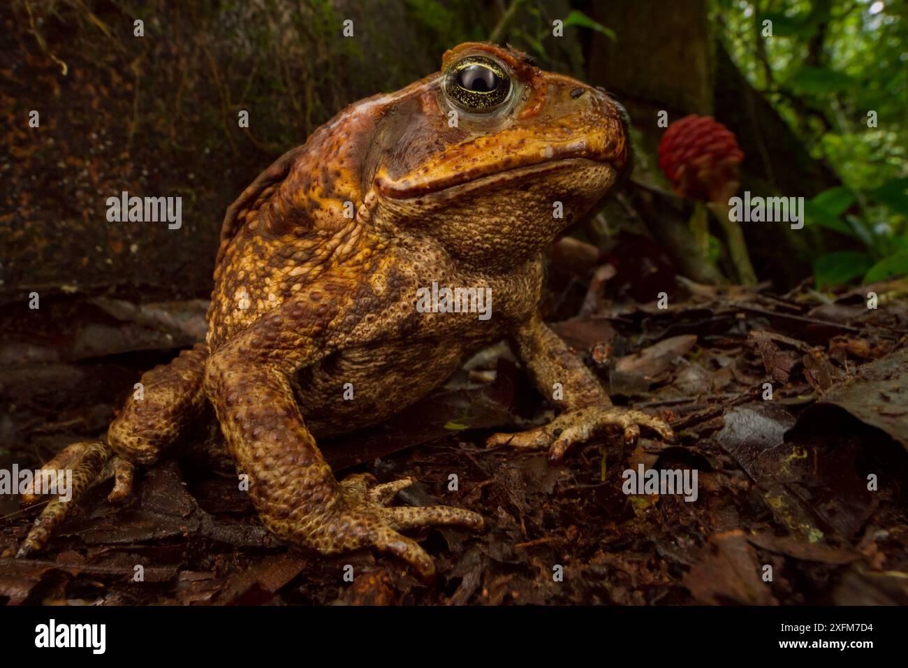 Cane toad (Rhinella marina) in native habitat. Las Cruces Biological ...
