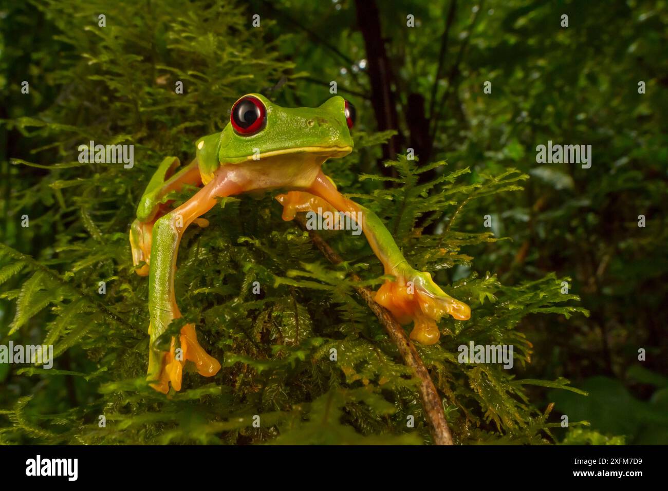 Gliding tree frog (Agalychnis spurrelli) climbing a vine at Las Cruces ...