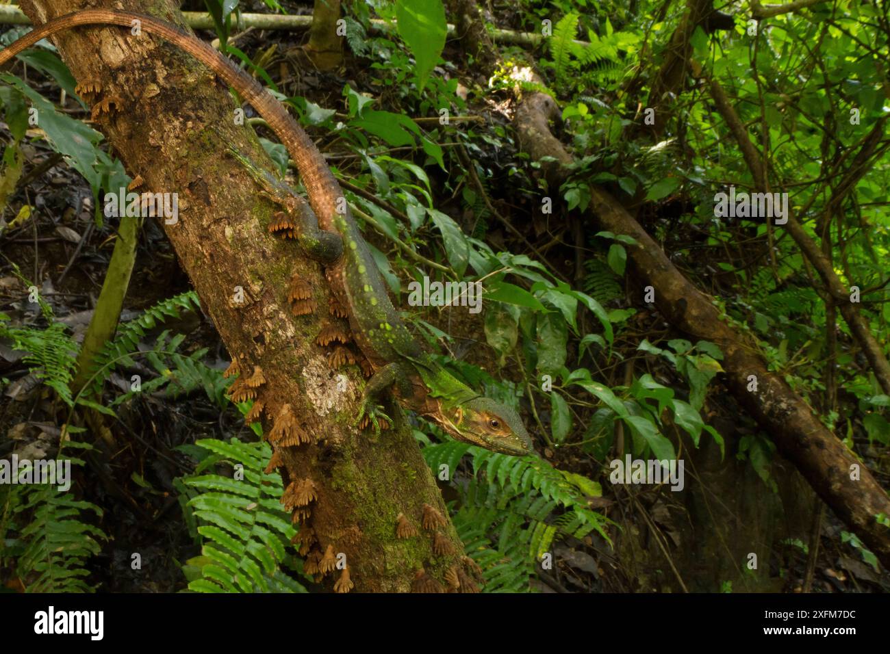 Black iguana (Ctenosaurus similis) juvenile. Juveniles of this species ...