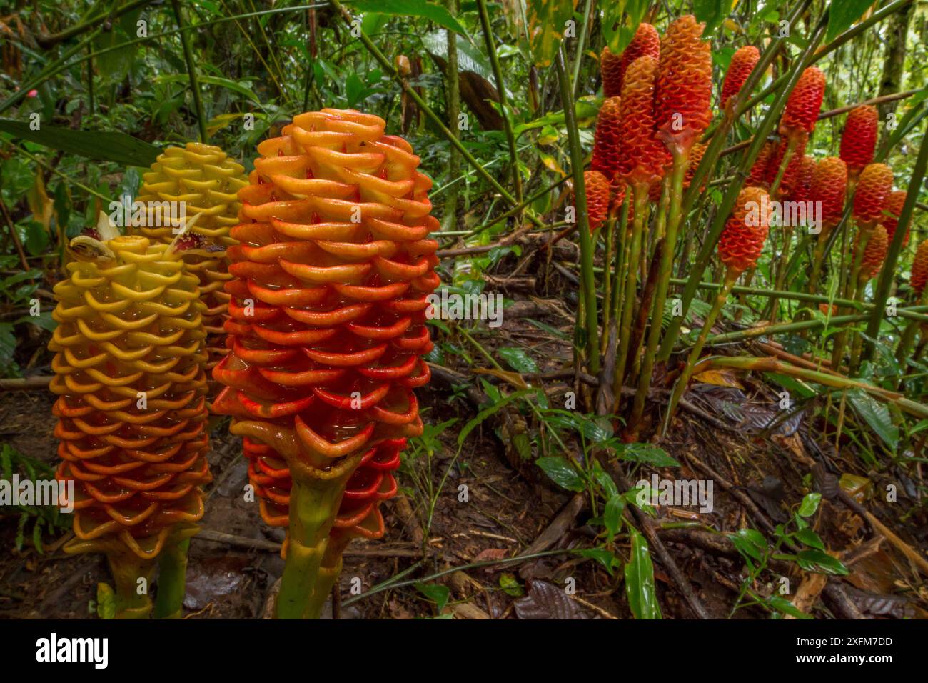 Beehive ginger plant (Zingiber spectabile) flowers Las Cruces ...