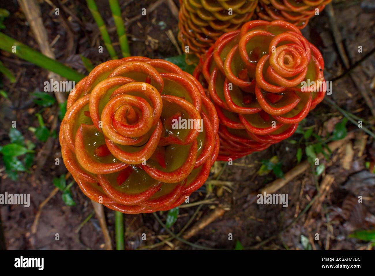 Beehive ginger plant (Zingiber spectabile) flowers Las Cruces ...