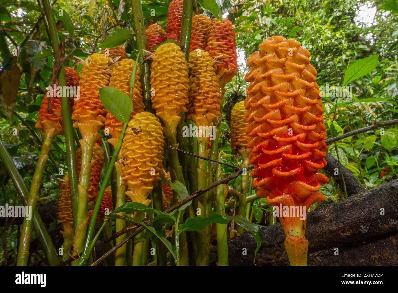 Beehive ginger plant (Zingiber spectabile) flowers Las Cruces ...