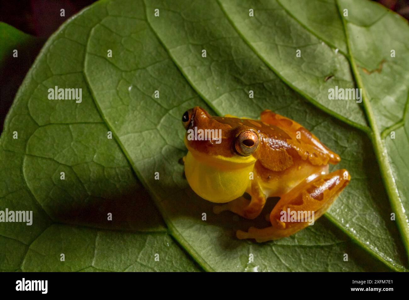 Hourglass tree frog (Dendropsophus ebraccatus) male calling for mate ...