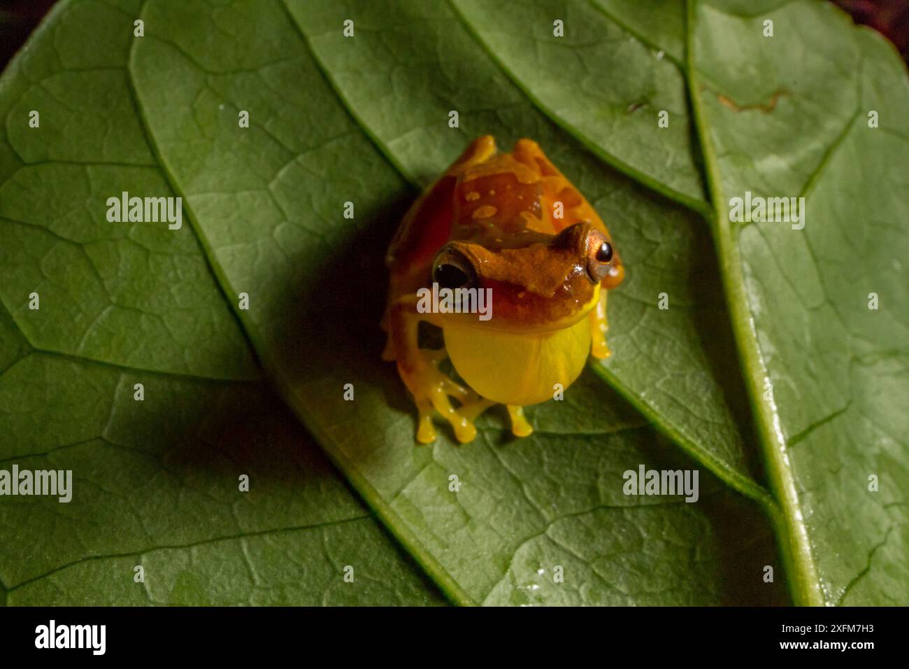 Hourglass tree frog (Dendropsophus ebraccatus) male calling for mate ...