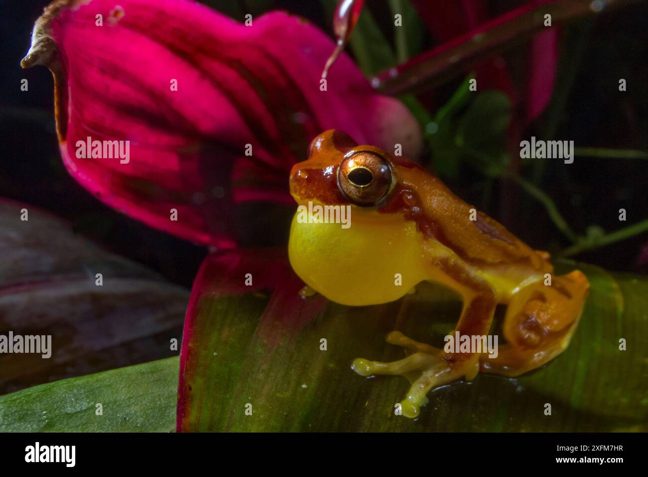 Hourglass tree frog (Dendropsophus ebraccatus) male calling for mate ...