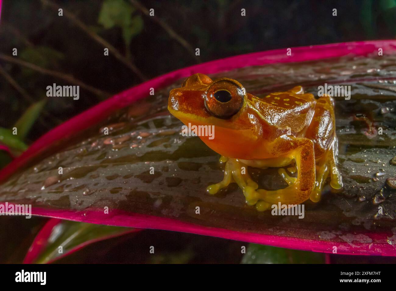 Hourglass tree frog (Dendropsophus ebraccatus) male calling for mate ...