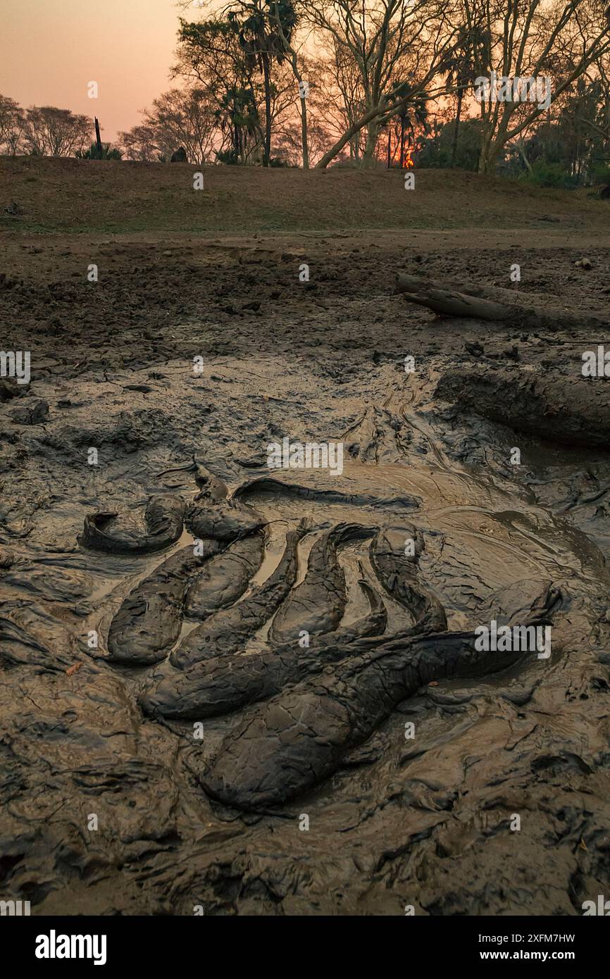 African sharptooth catfish (Clarias gariepinus) in mud in the dry ...