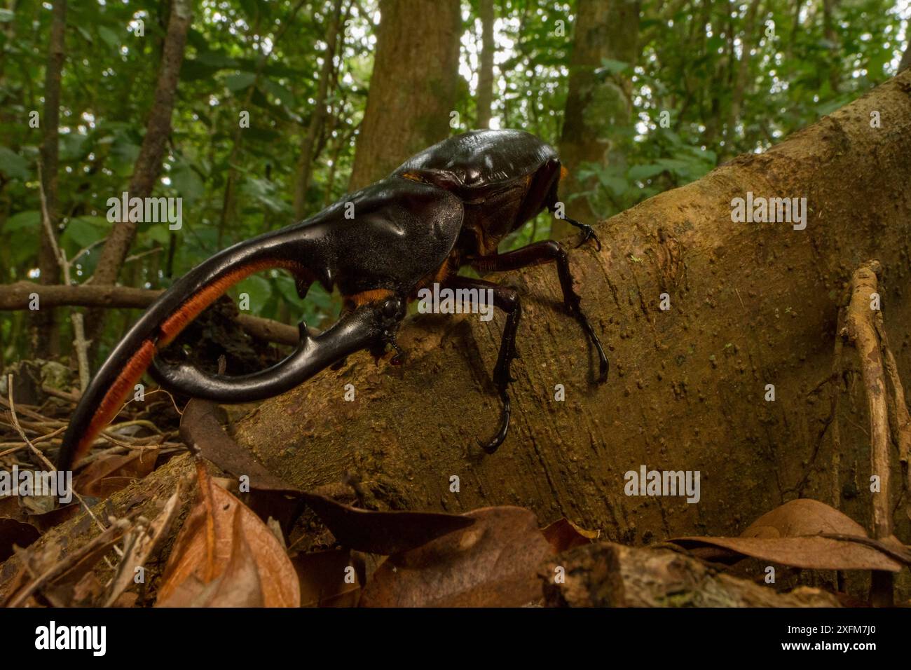 Monteverde insects hi-res stock photography and images - Alamy