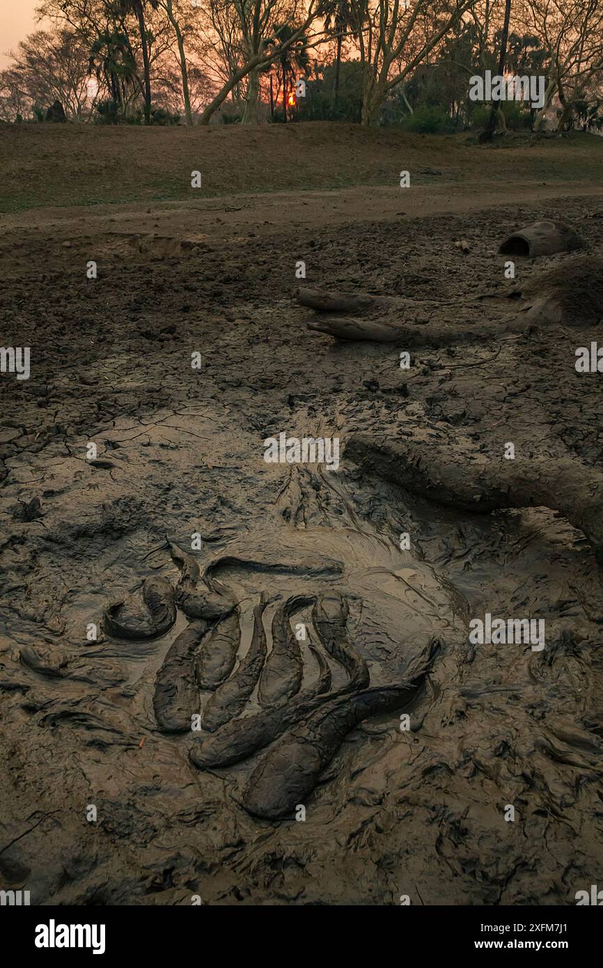 African sharptooth catfish (Clarias gariepinus) in mud in the dry ...
