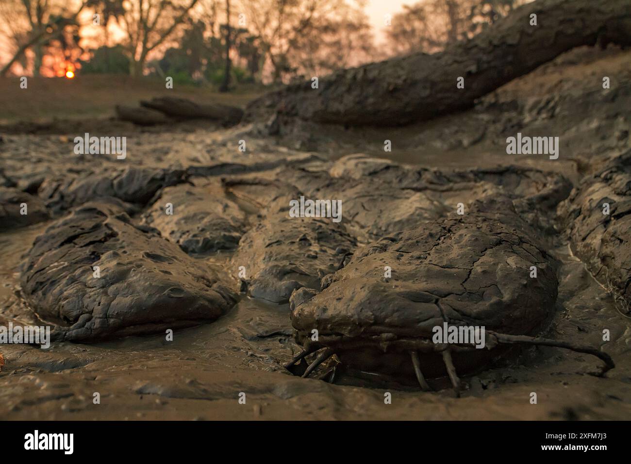 African sharptooth catfish (Clarias gariepinus) in mud in the dry ...