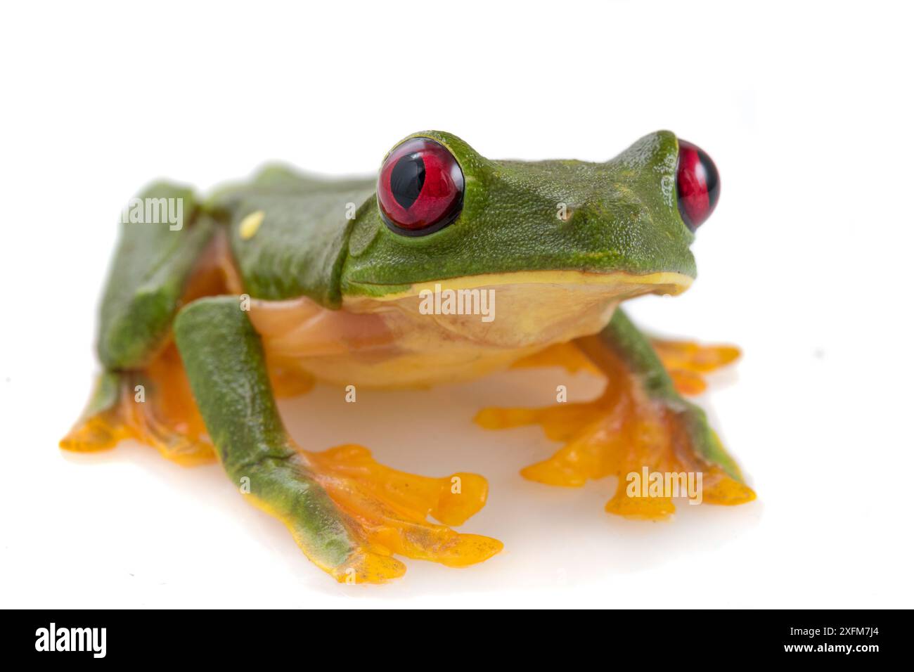 Gliding tree frog (Agalychnis spurrelli) photographed in studio Las ...