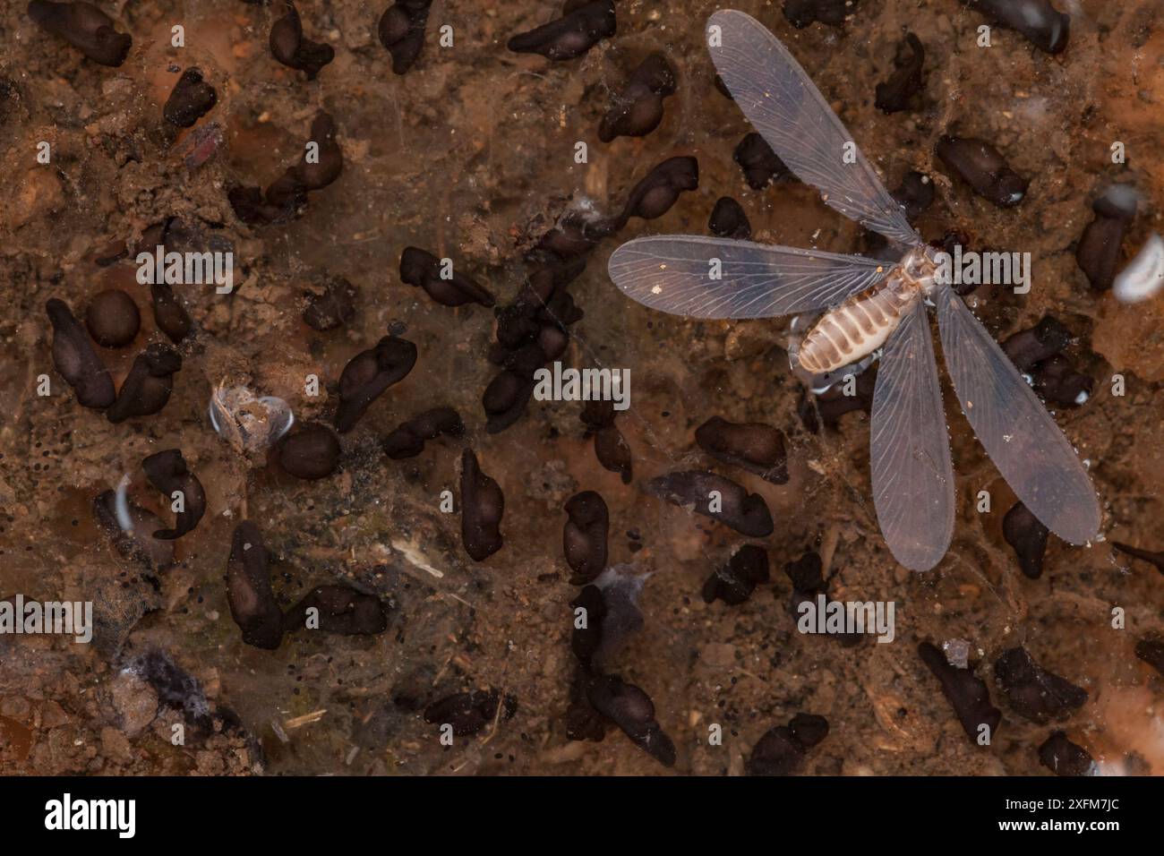 African bullfrog tadpoles hi-res stock photography and images - Alamy
