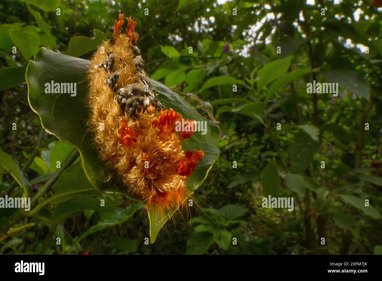 Monteverde insects hi-res stock photography and images - Alamy
