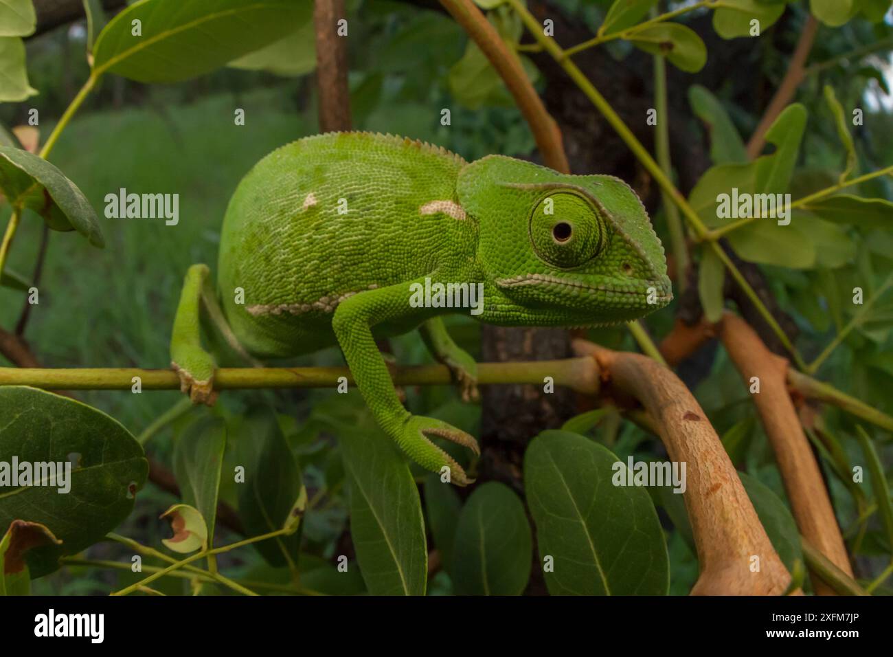 Flap-necked chameleon (Chamaeleo dilepis) foraging for prey in bush ...