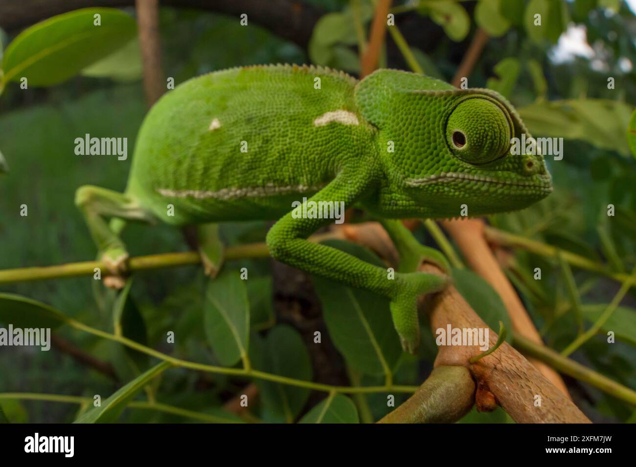 Flap-necked chameleon (Chamaeleo dilepis) foraging for prey in bush ...