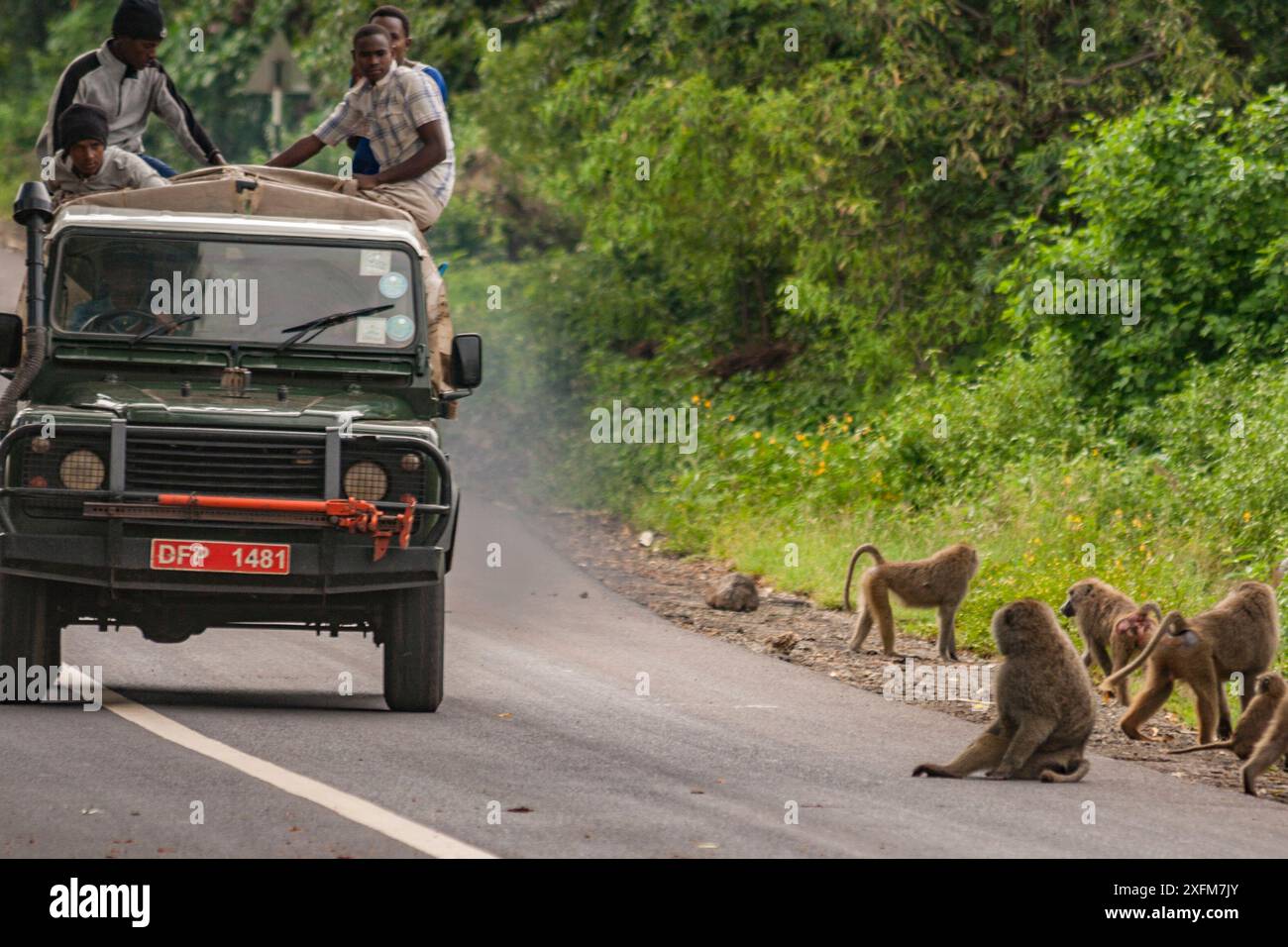Olive baboon troop (Papio anubis) just outside the gates of Lake ...