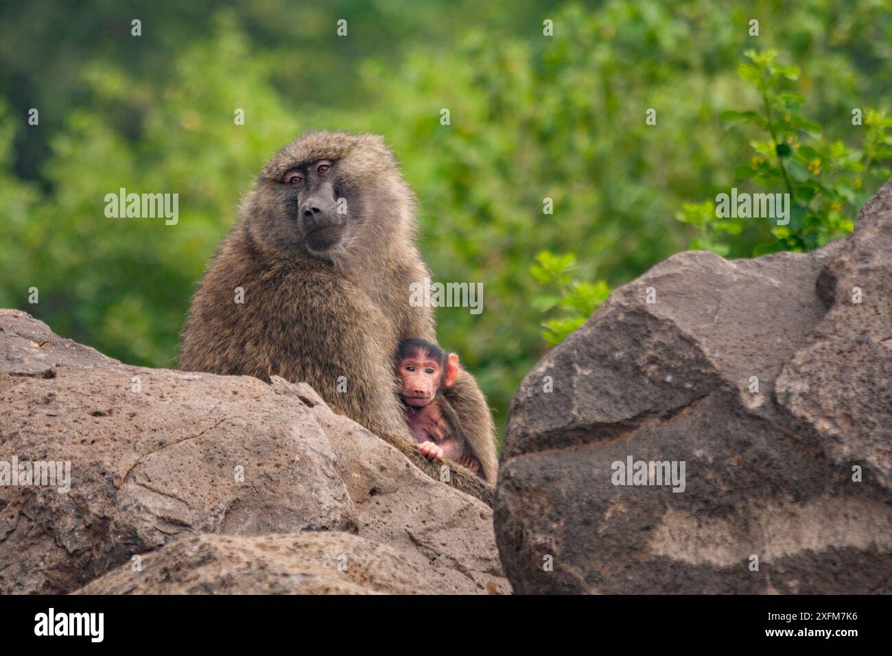 Olive baboon (Papio anubis) mother and baby, outside of Lake Manyara ...