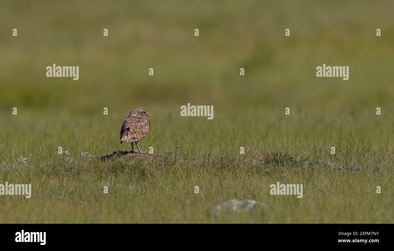 Burrowing owl (Athene cunicularia) on ground, Grasslands National Park ...