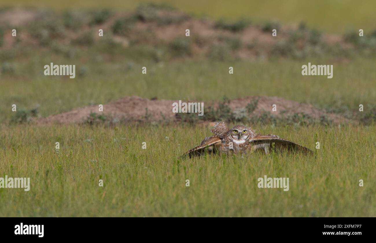 Burrowing owl (Athene cunicularia) hunting, Grasslands National Park ...