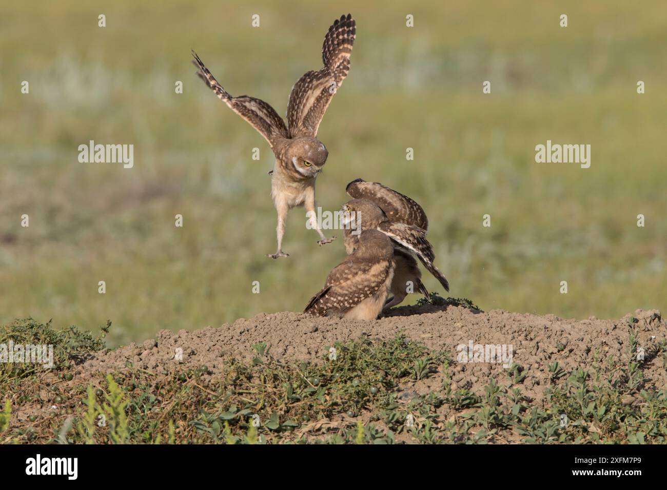 Burrowing owl (Athene cunicularia) juveniles play fighting,Grasslands ...