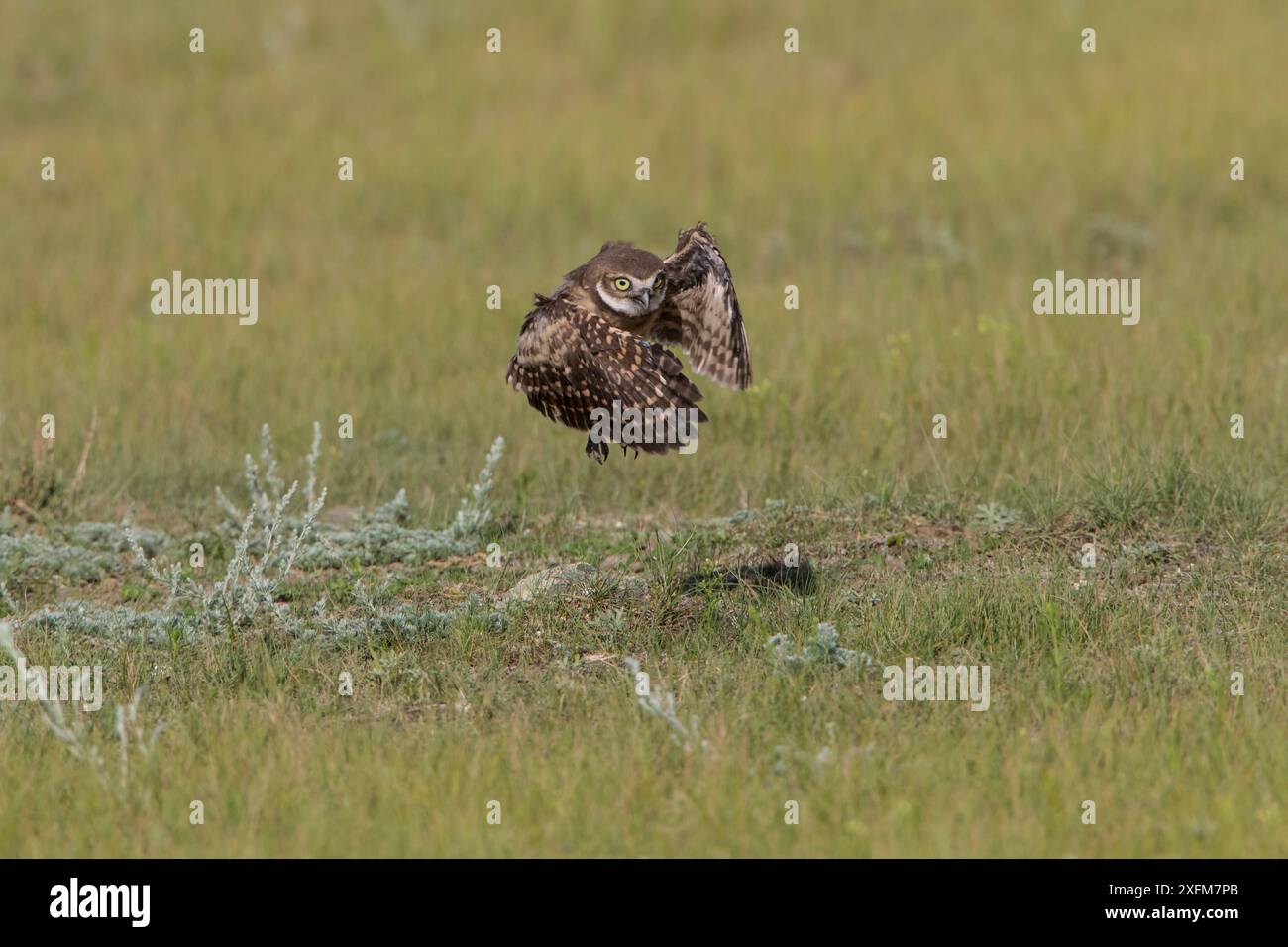 Burrowing owl (Athene cunicularia) young owlet testing its wings by ...