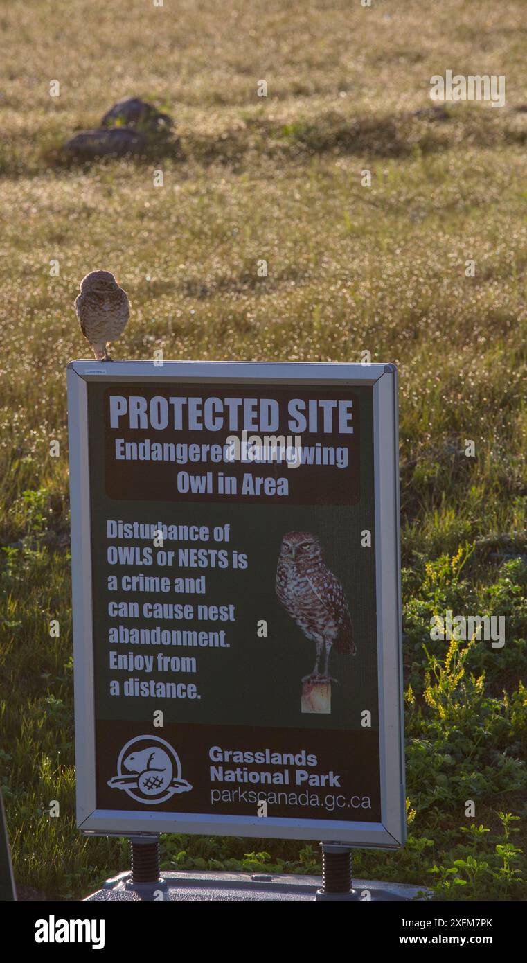 Burrowing owl (Athene cunicularia) on sign warning visitors about ...