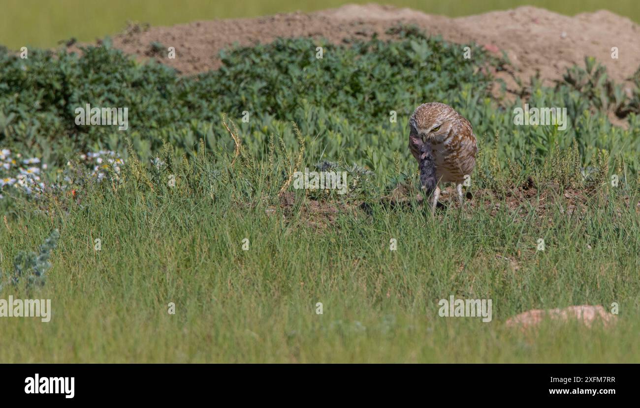 Burrowing owl (Athene cunicularia) on ground, Grasslands National Park ...