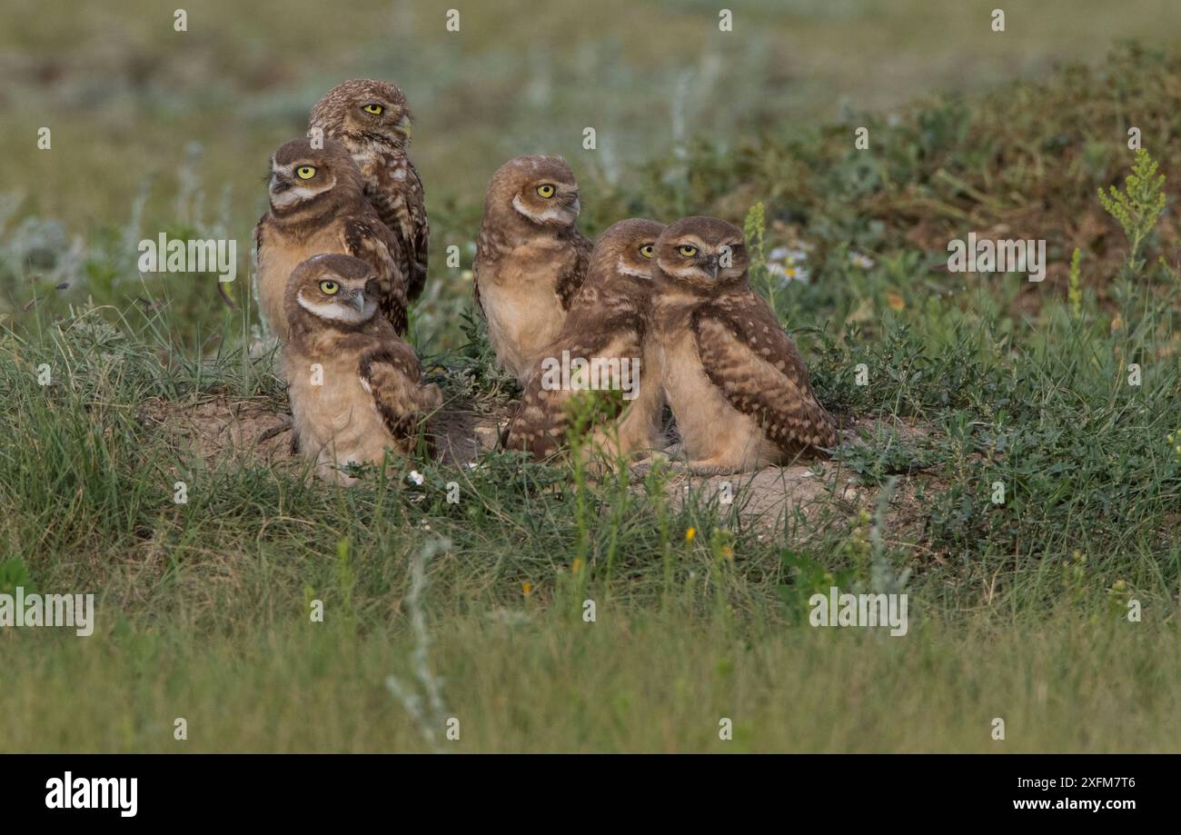 Burrowing owl (Athene cunicularia) chicks on the ground. Grasslands ...