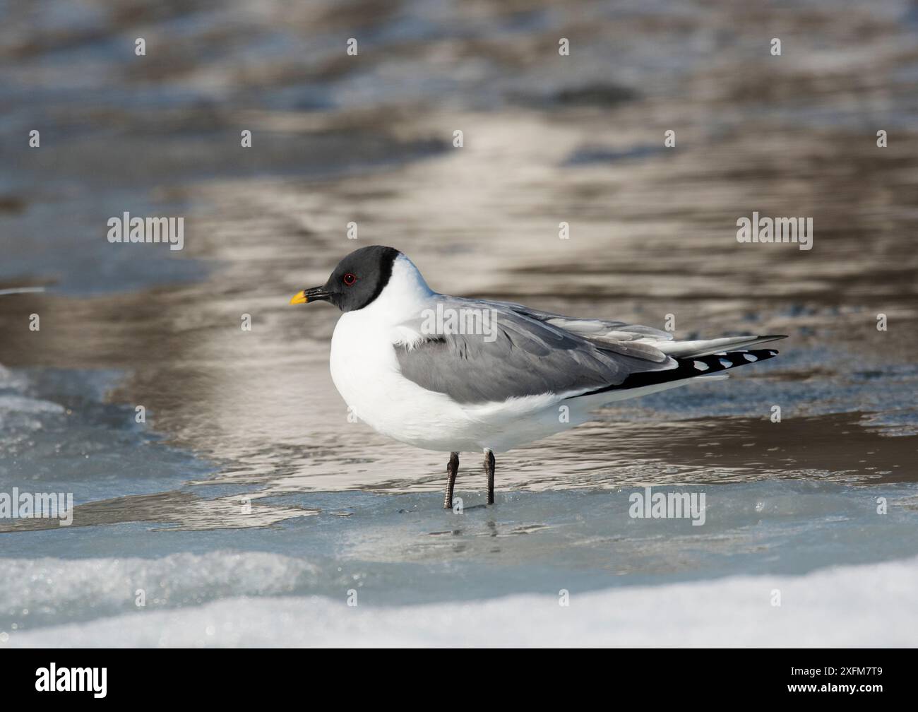 Sabines gull xema sabini hi-res stock photography and images - Alamy