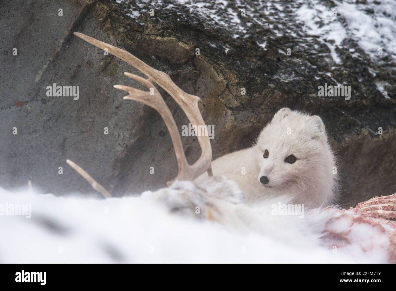 Arctic fox (Alopex lagopus) in winter with dead reindeer, near ...