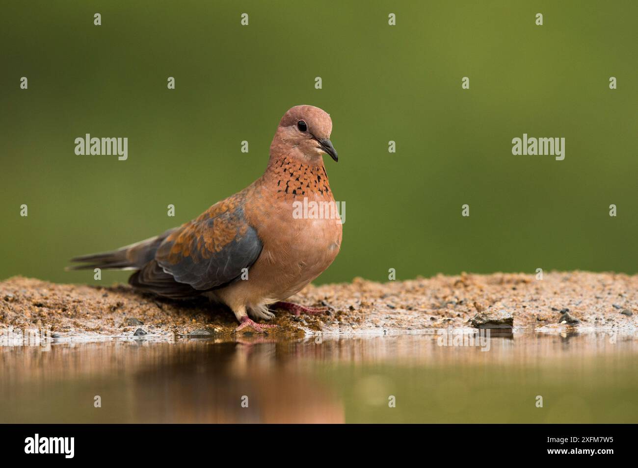 Laughing dove (Spilopelia senegalensis) Zimanga, South Africa Stock ...
