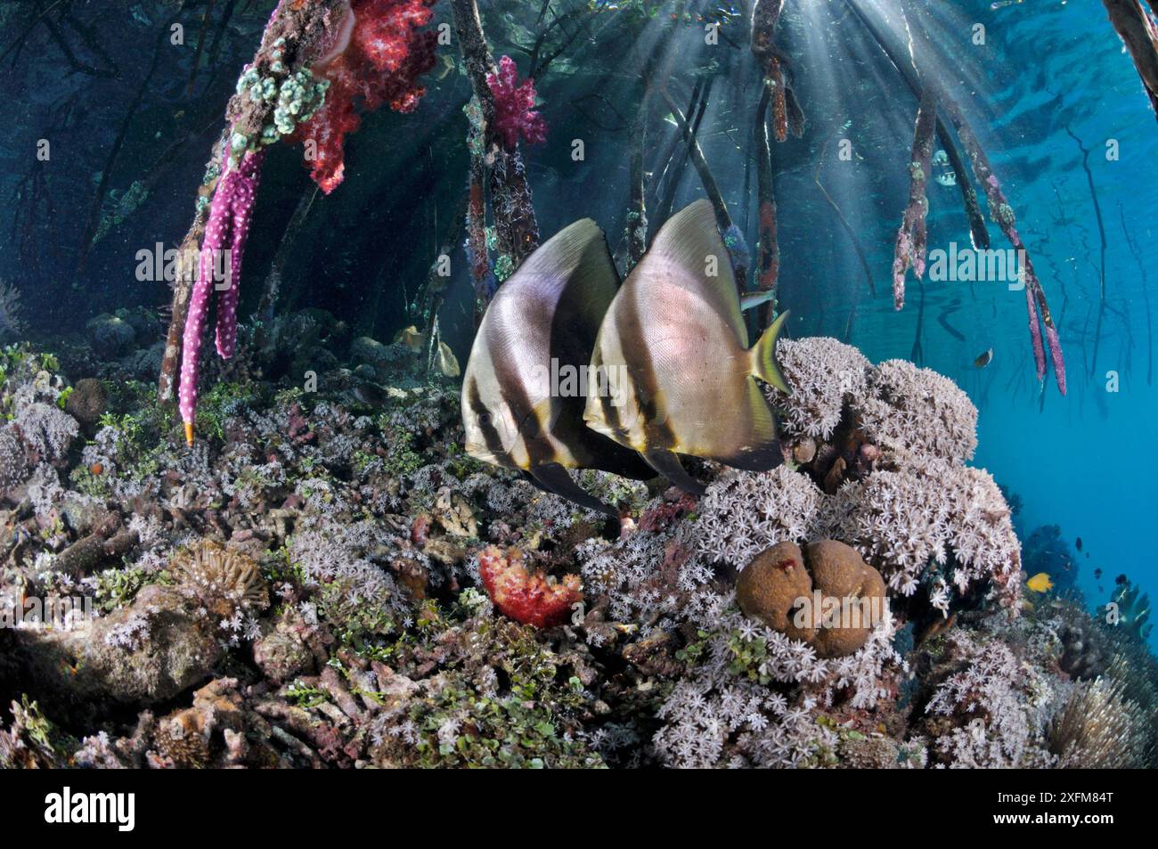Pinnate batfish (Platax pinnatus), on coral reef beneath mangroves ...