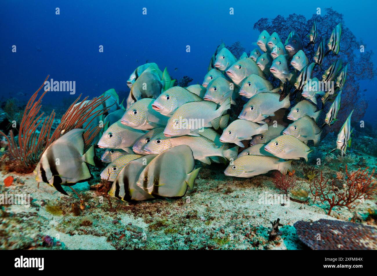 School of Blackfin sweetlips (Diagramma melanacrum), and Pinnate ...