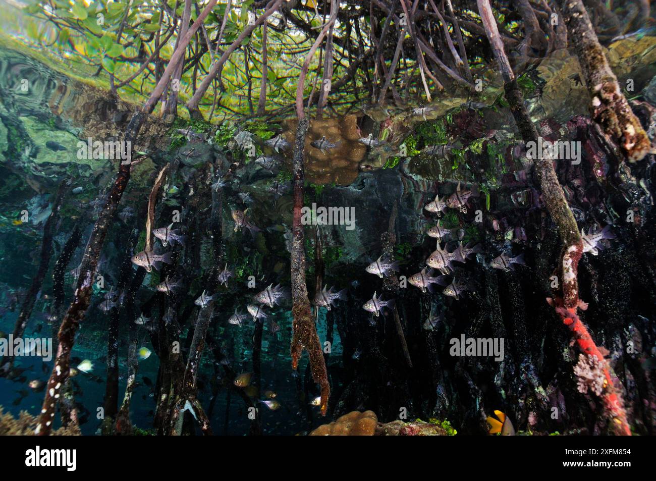 Orbiculate cardinalfish (Sphaeramia orbicularis) sheltering amongst ...