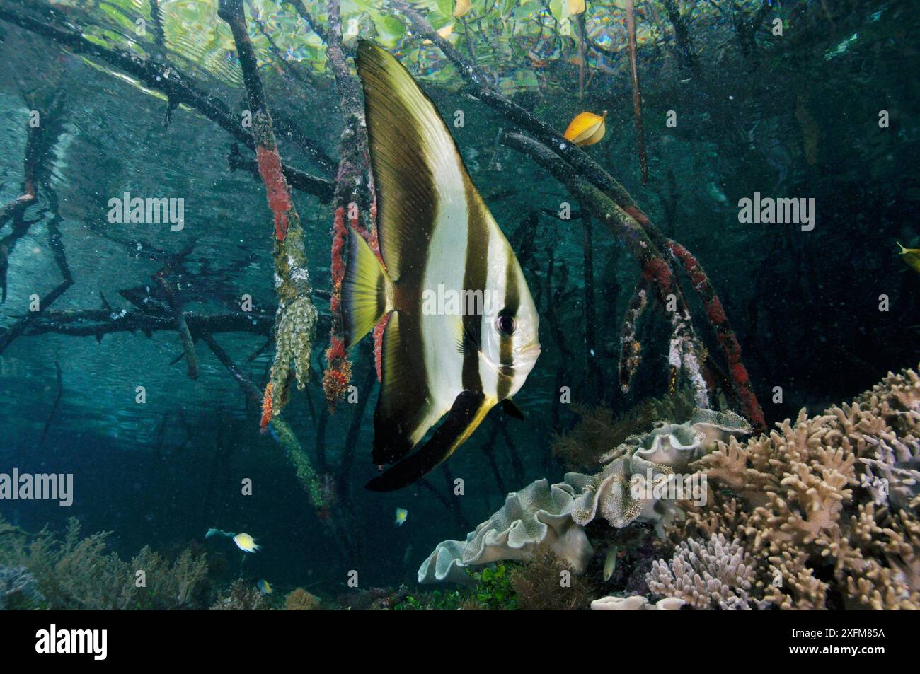 Pinnate batfish (Platax pinnatus), with soft corals including Leather ...