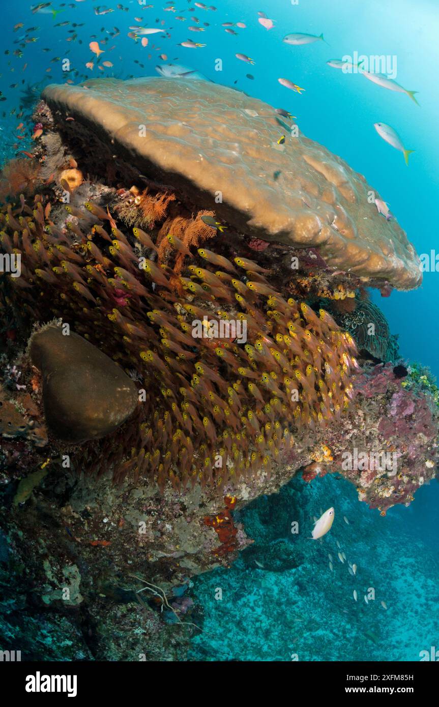 Pempheridae underwater biodiversity golden sweeper hi-res stock ...