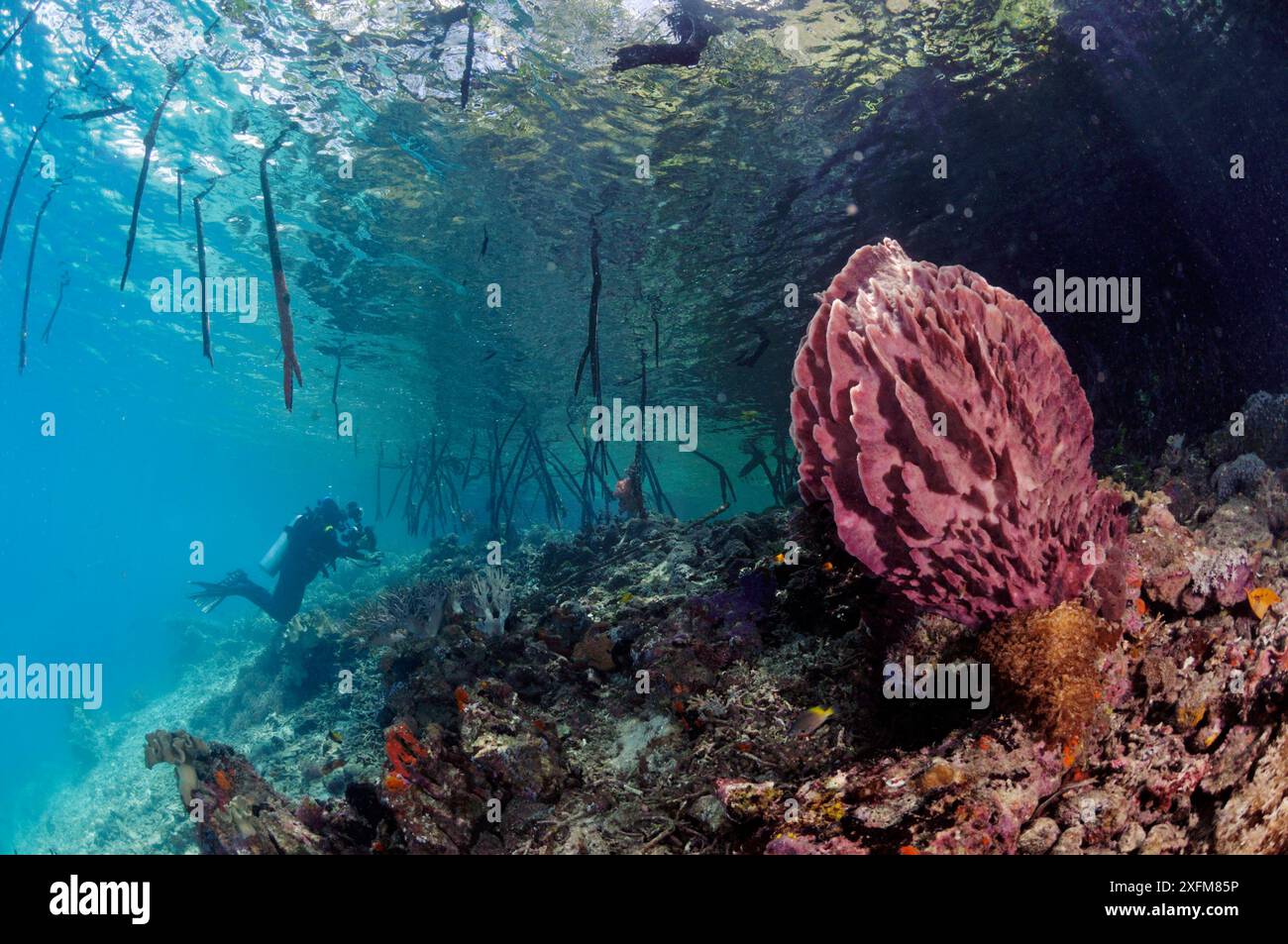 Barrel sponge (Xestospongia testudinaria), beneath roots of mangroves ...
