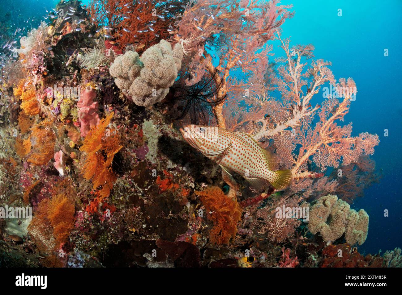 Slender grouper (Anyperodon leucogrammicus) sheltering by gorgonian sea ...
